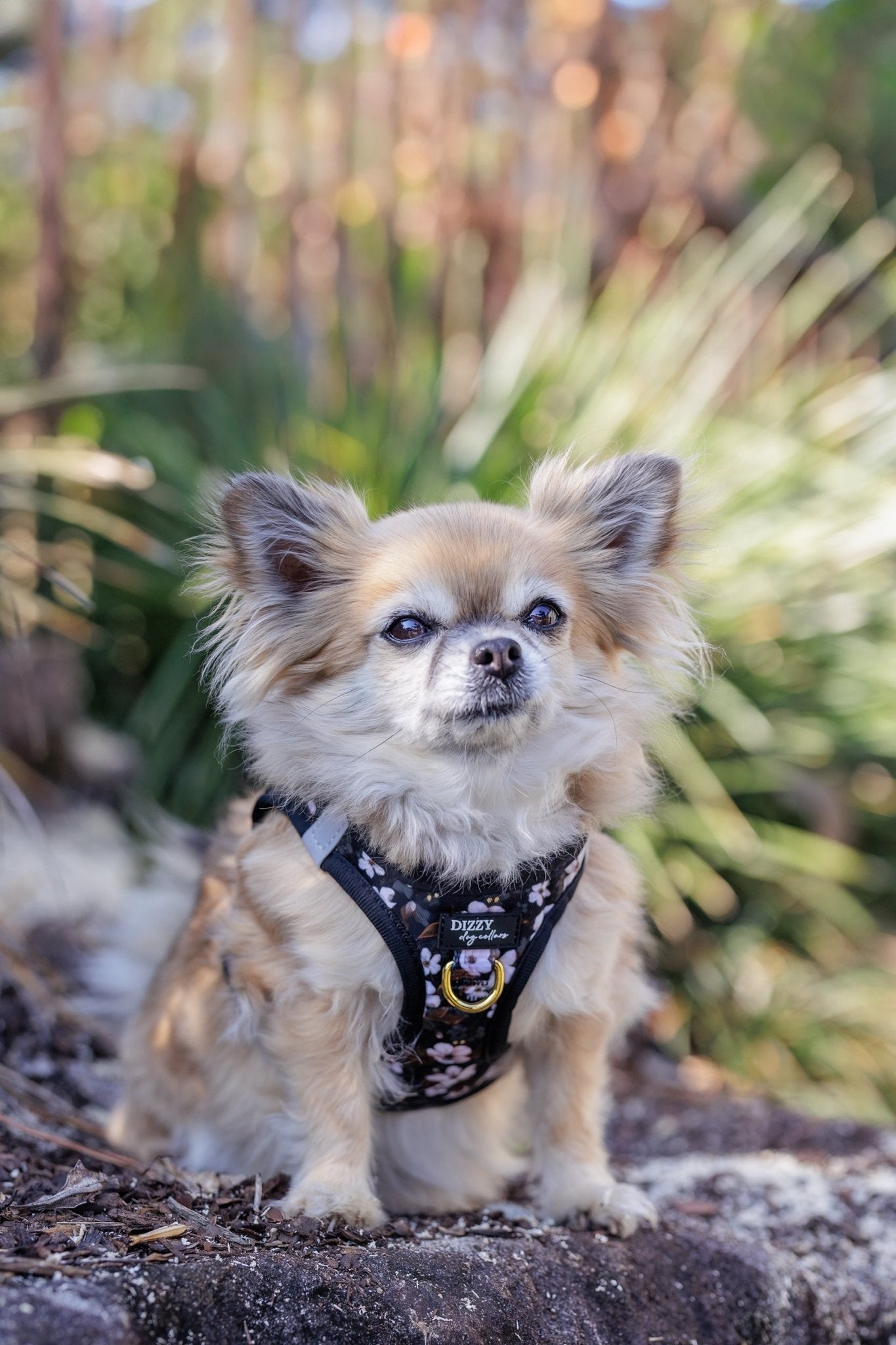 How to Choose the Right Harness for Your Dog: A Comprehensive Guide ...
