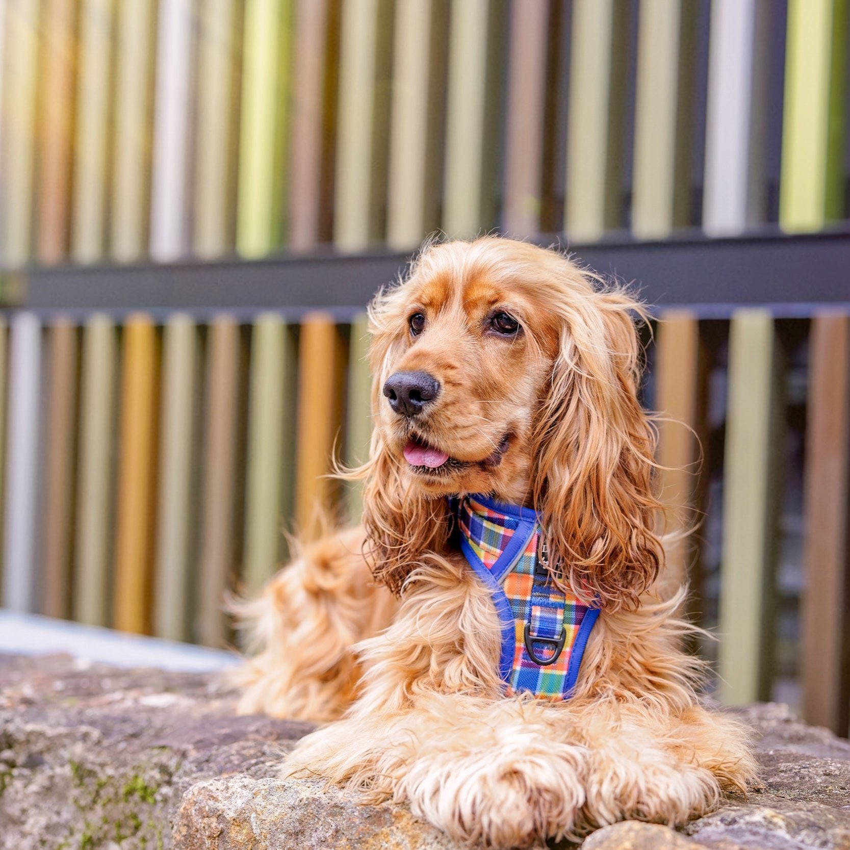 No Pull Dog Harness | Step in | Reflective | Heavy Duty | Easy Reach H ...