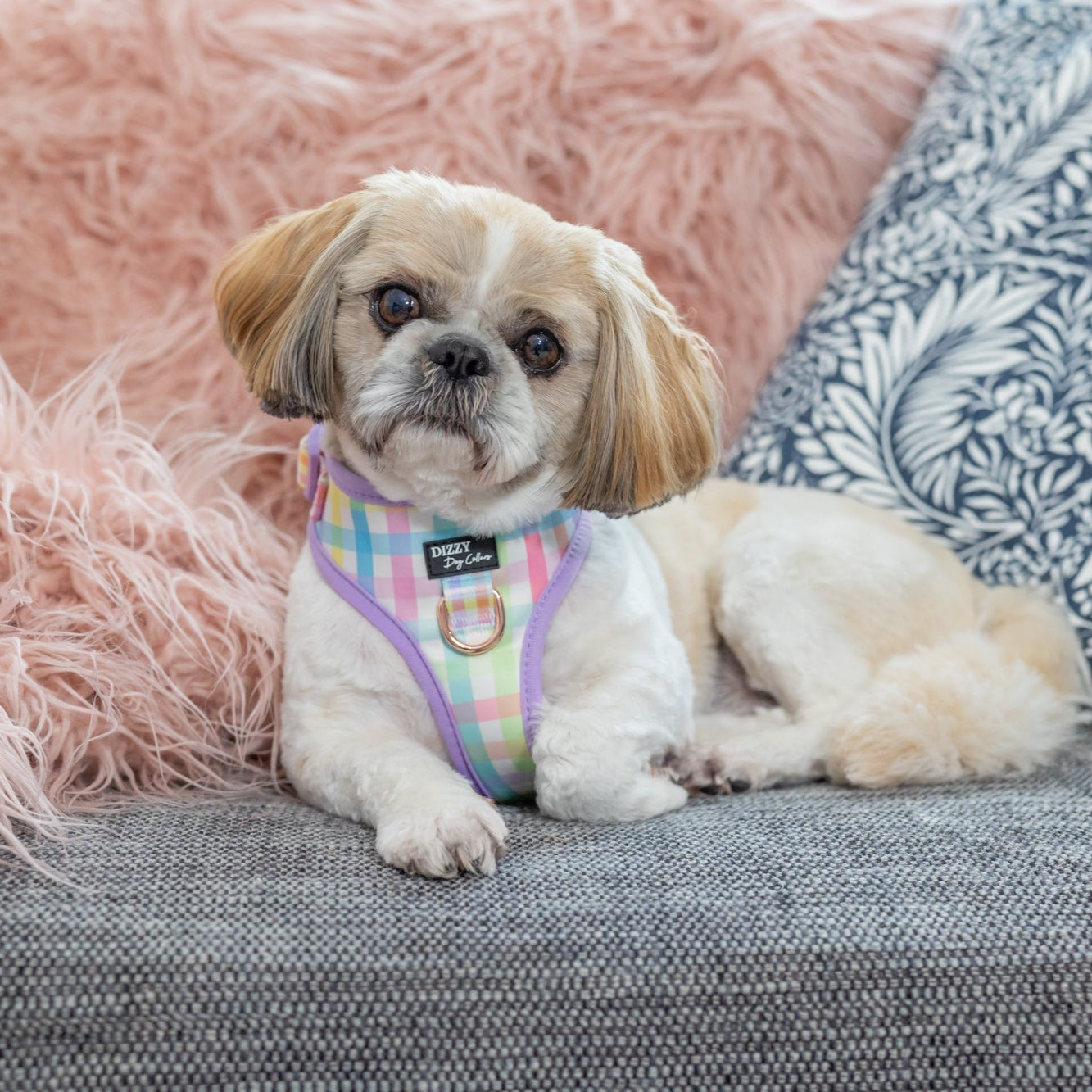DOG HARNESS | Sherbet Gingham | Neck Adjustable Dog Harness – Dizzy Dog ...