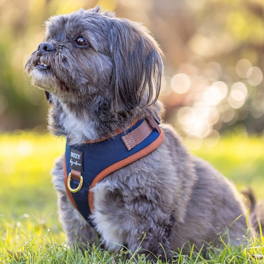 Dog Harnesses Australia | Afterpay Available | – Page 2 – Dizzy Dog Collars