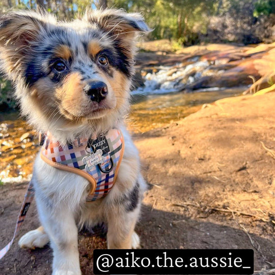 Stainless Steel Neck Adjustable Harness – Dizzy Dog Collars