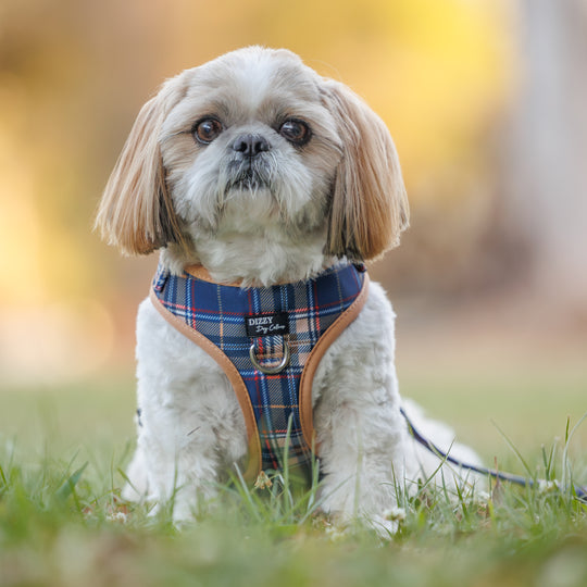 New 2026 Dog Collars & Accessories - Dizzy Dog Collars – Dizzy Dog Collars