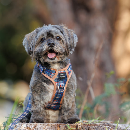 New 2026 Dog Collars & Accessories - Dizzy Dog Collars – Dizzy Dog Collars