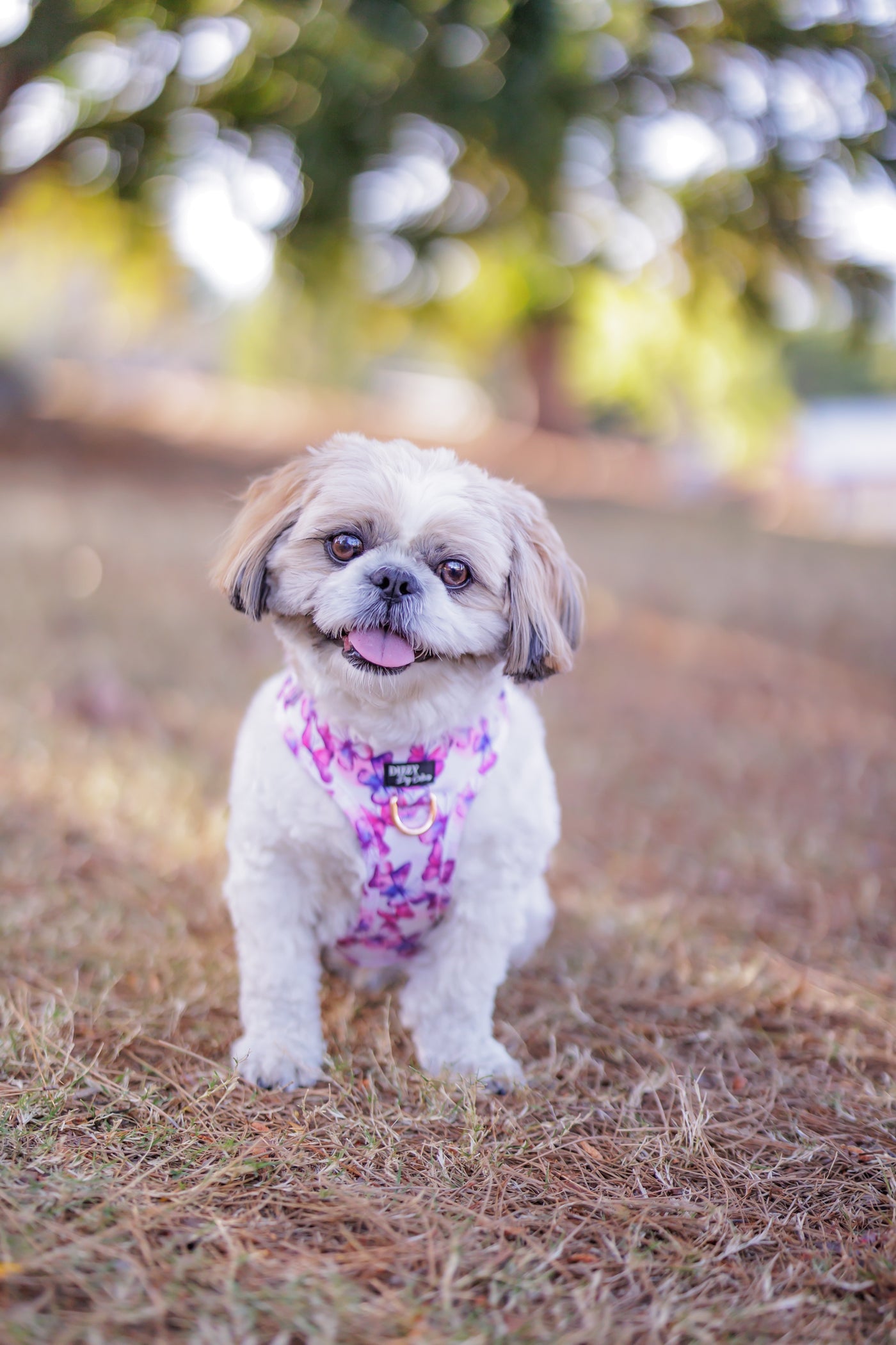 DOG HARNESS | Candy Sky Butterfly - Pink Butterflies | Neck Adjustable ...