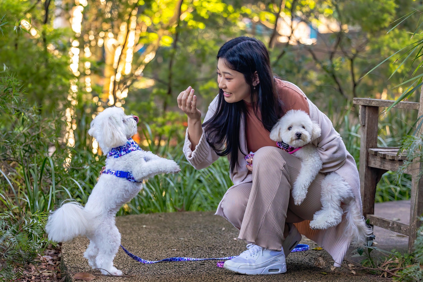 Designer Dog Accessories Australia | Dog Harnesses, Dog Collars – Dizzy ...