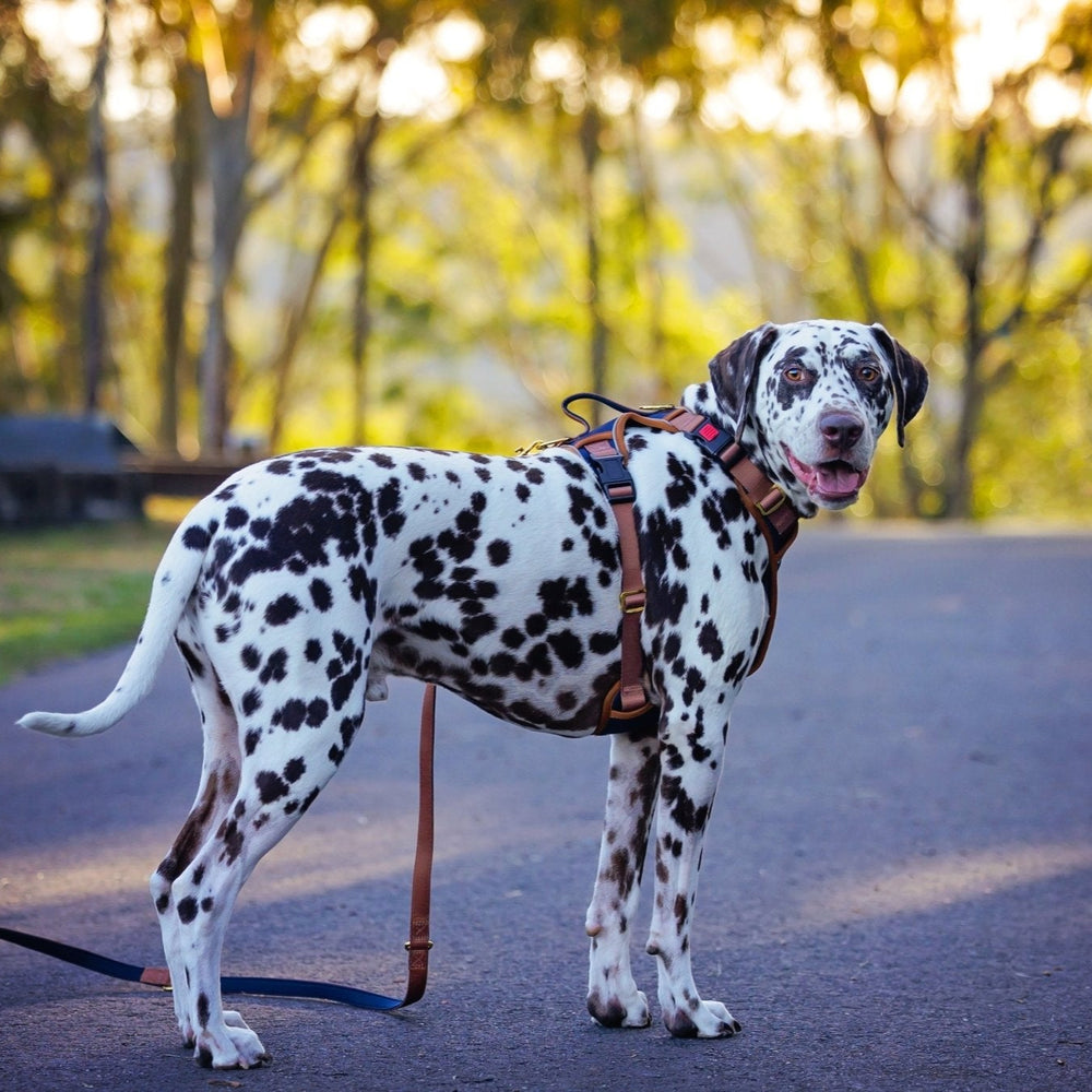 Buy The Coco Harness, Rope, Bag, Pouch | Dizzy Dog Collars – Dizzy Dog ...