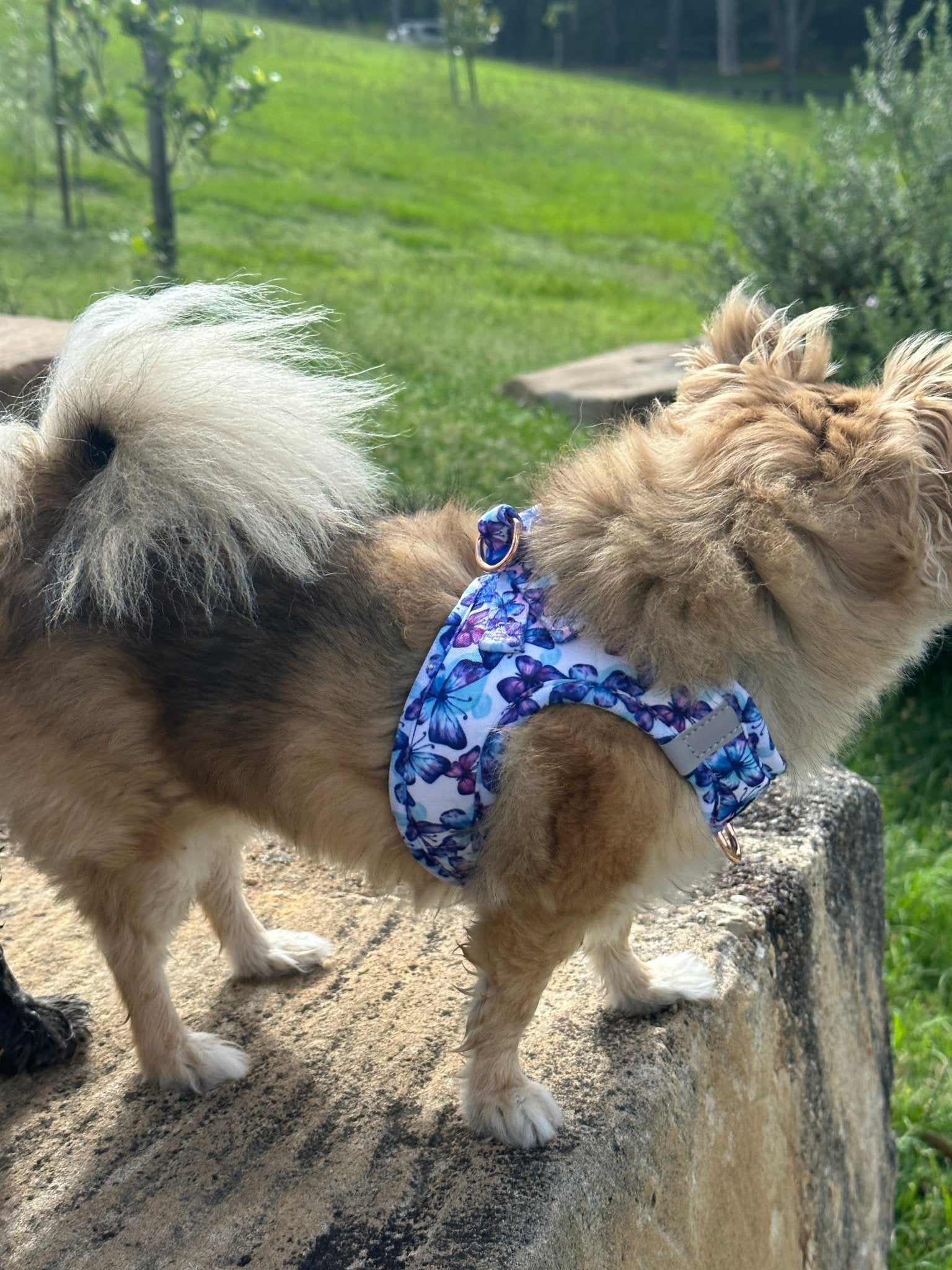 Step In Dog Harness: No Pull Harness | For XS to Medium Dogs & Cats ...